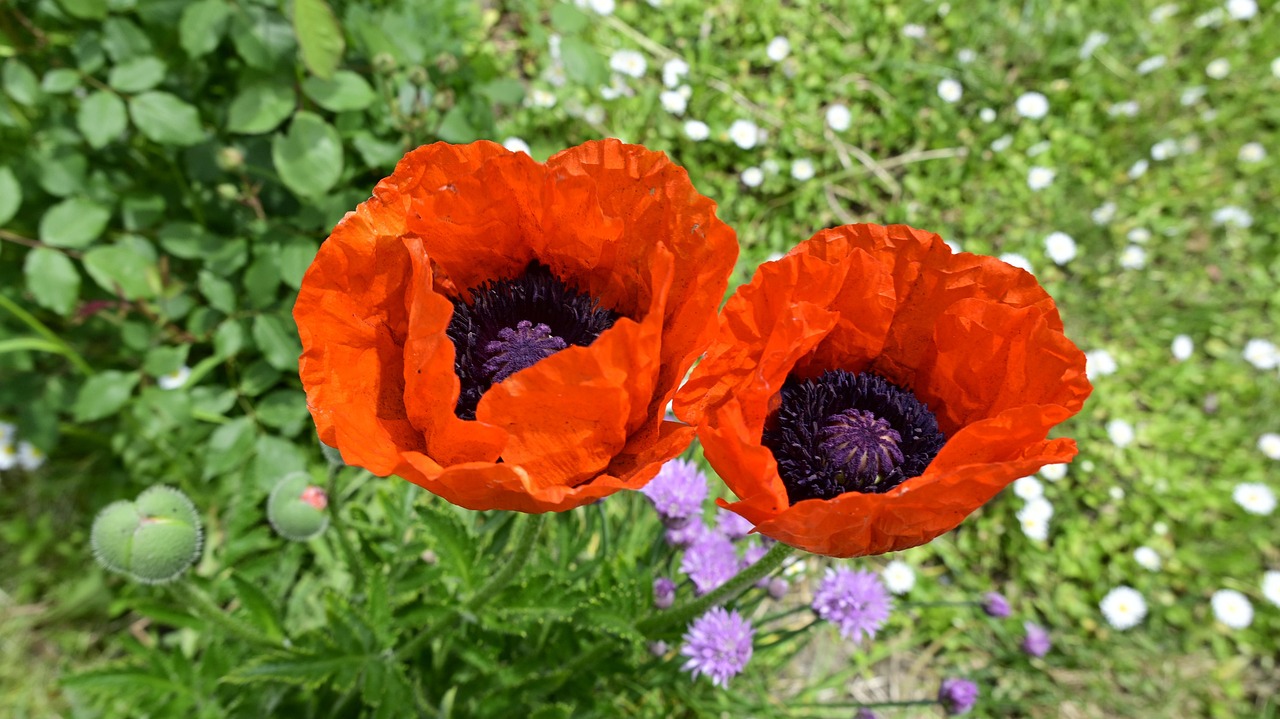 Poppy Poor Guy In Taste - Free photo on Pixabay