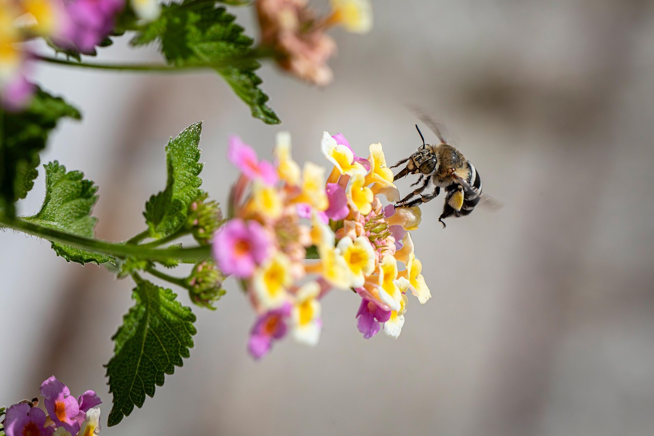 Honey Bee Winged Insect Amegilla - Free photo on Pixabay
