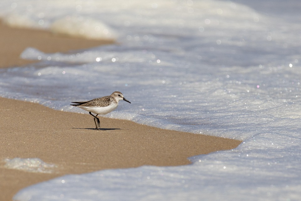 Sandpiper Bird Shore - Free photo on Pixabay