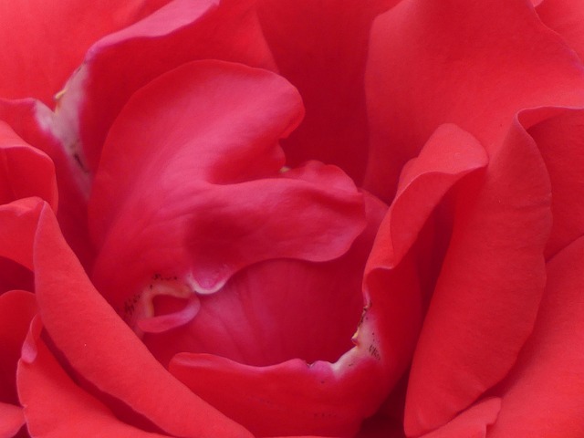 Rosa Roja Flor - Foto gratis en Pixabay