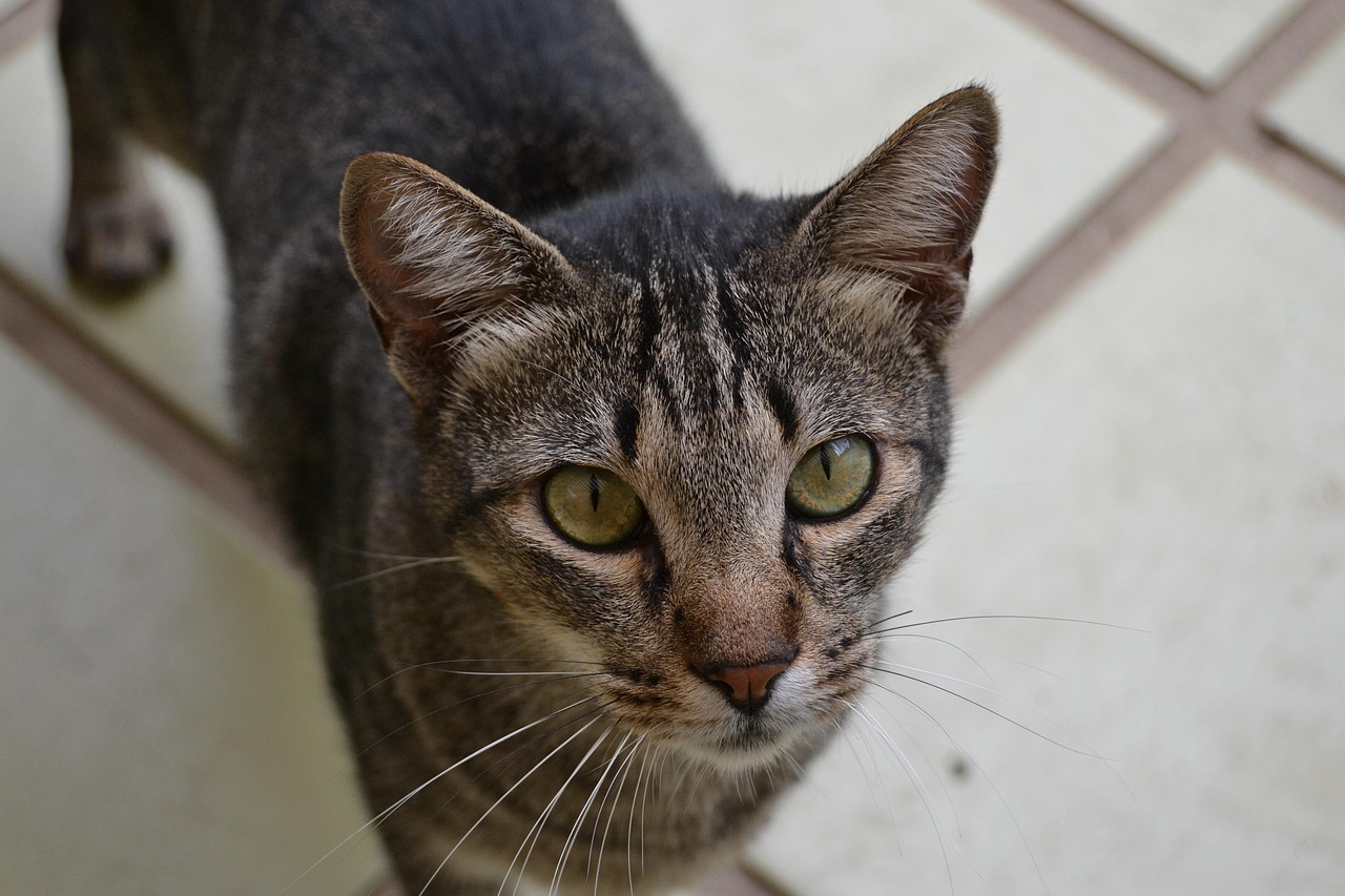 Gato Kucing Domestik - Foto gratis di Pixabay