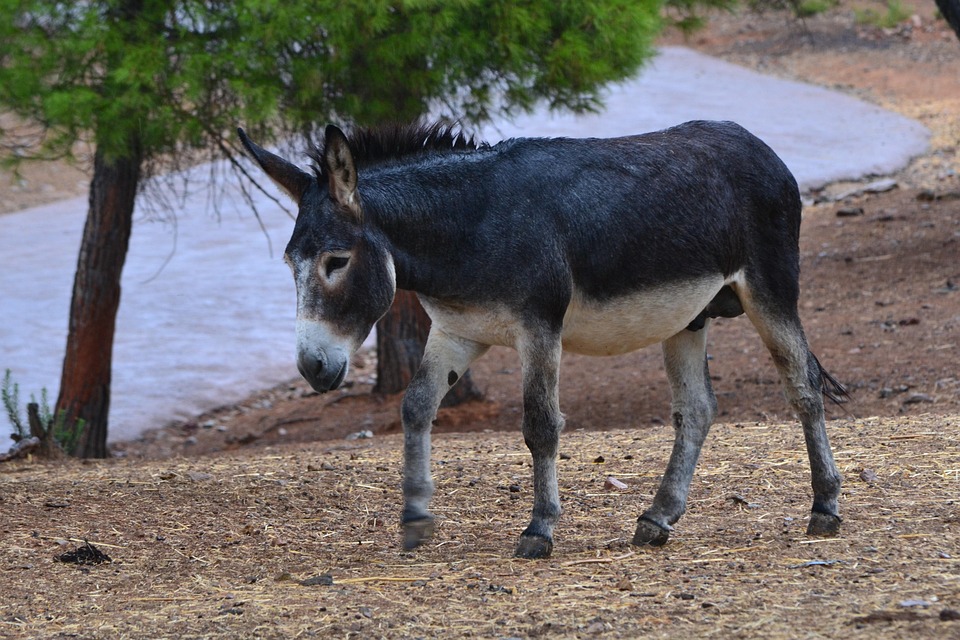 Donkey Animal Mammal - Free photo on Pixabay