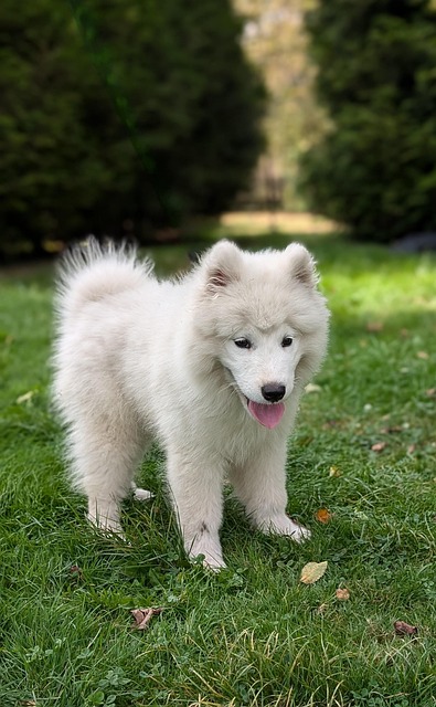 小狗 萨摩耶犬 狗 - Pixabay上的免费照片