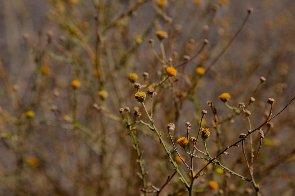 Iran Life Plant - Free photo on Pixabay