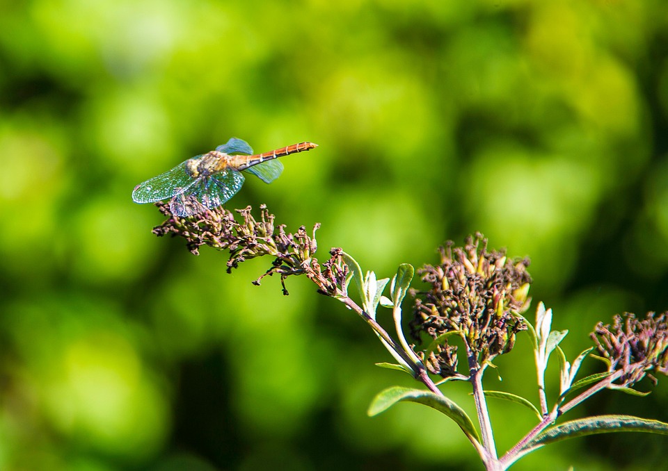 Dragonfly Insect Nature - Free photo on Pixabay