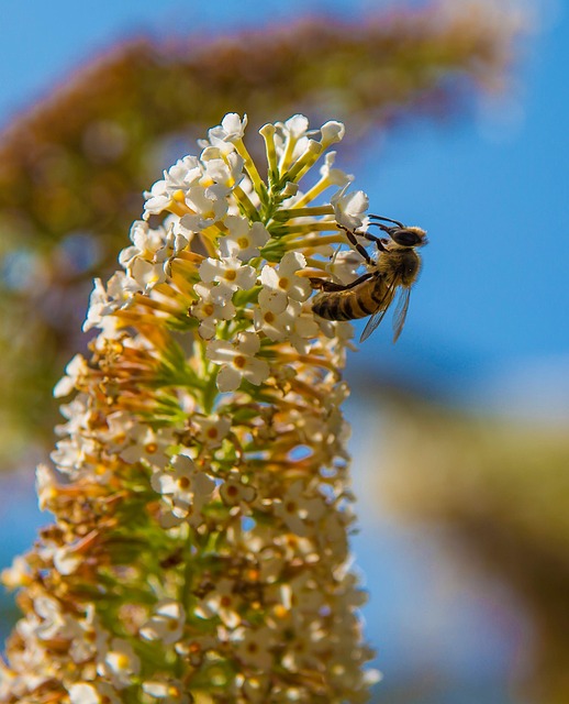 Bee Insect Nature - Free photo on Pixabay