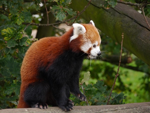 10,000+ Free Panda Outline & Panda Images - Pixabay