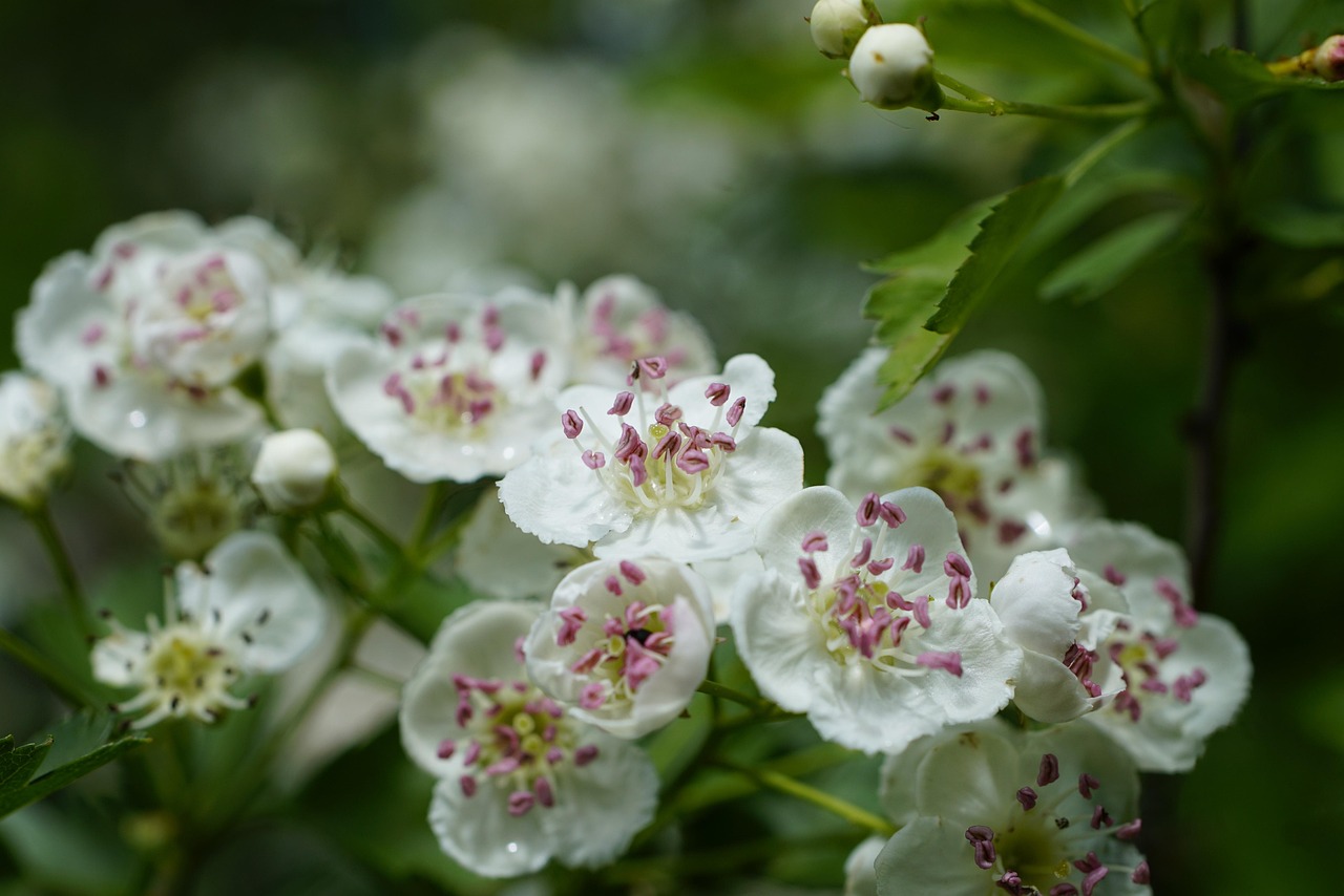 Hawthorn Flowers Tree - Free photo on Pixabay
