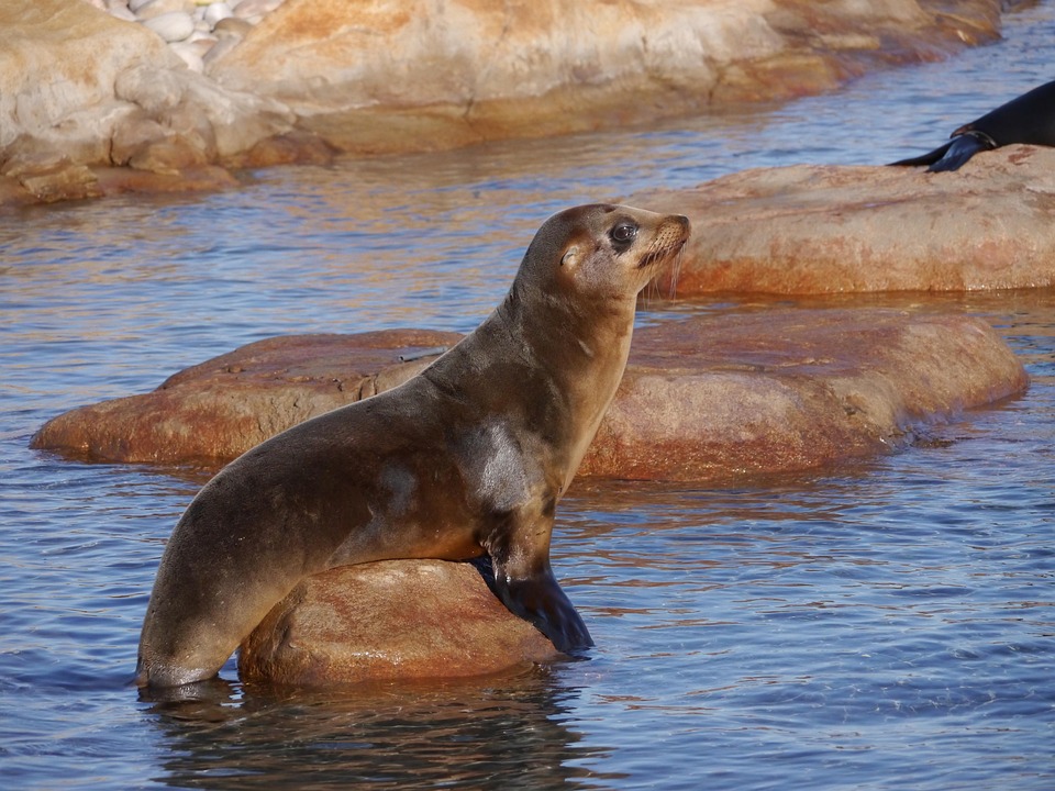 Sea Lion Wildlife Animal - Free photo on Pixabay