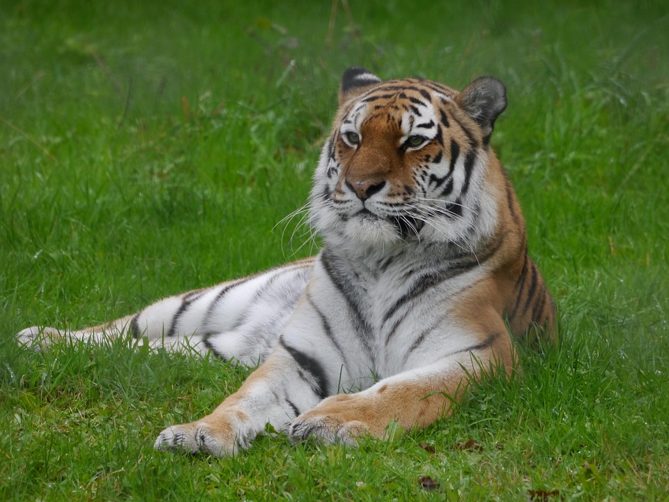 Tiger Big Cat - Free photo on Pixabay