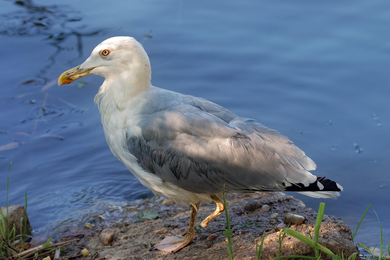 Seagull Bird Animal - Free photo on Pixabay