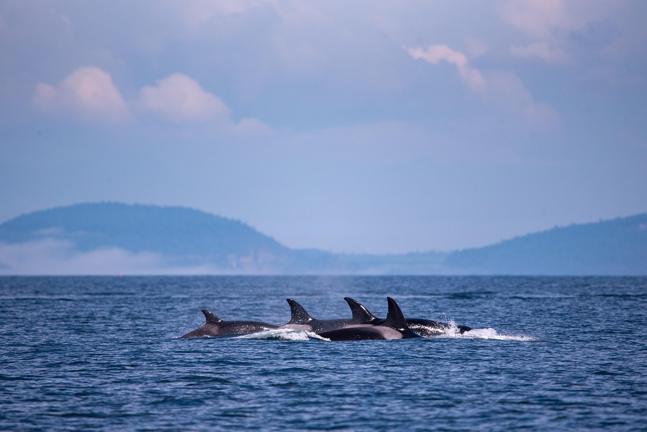 Plus de 60 photos gratuites de Orques et de Baleine - Pixabay