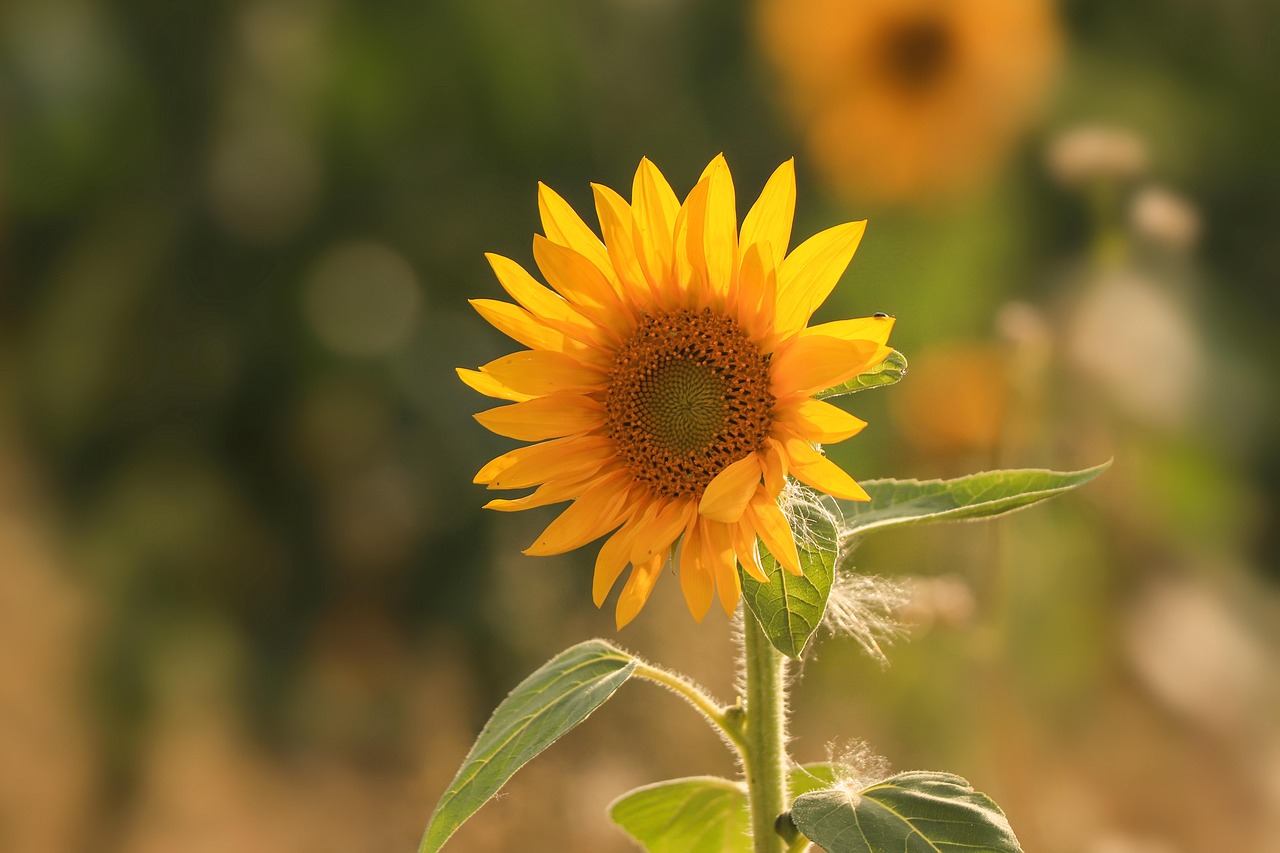 Sunflower Flower Plant Yellow - Free photo on Pixabay
