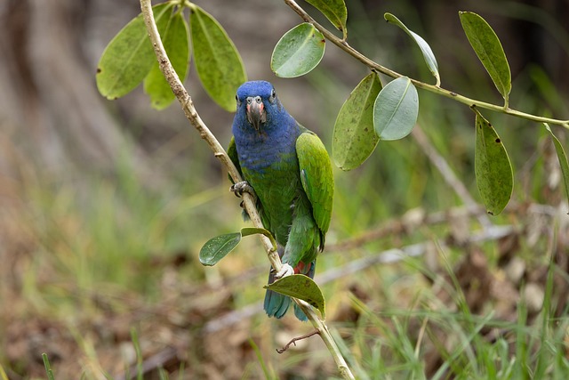 Blue Headed Parrot Bird - Free photo on Pixabay