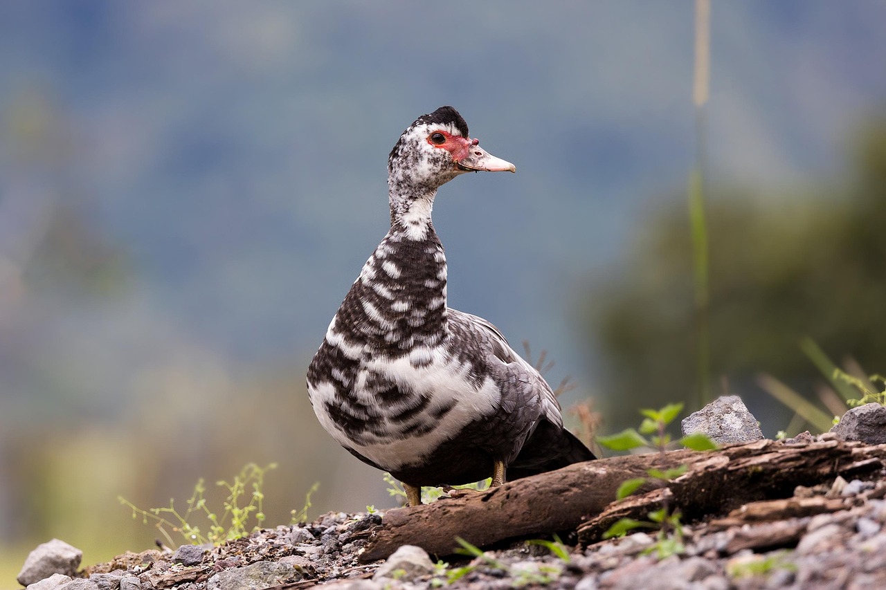 Muscovy Duck Bird - Free photo on Pixabay
