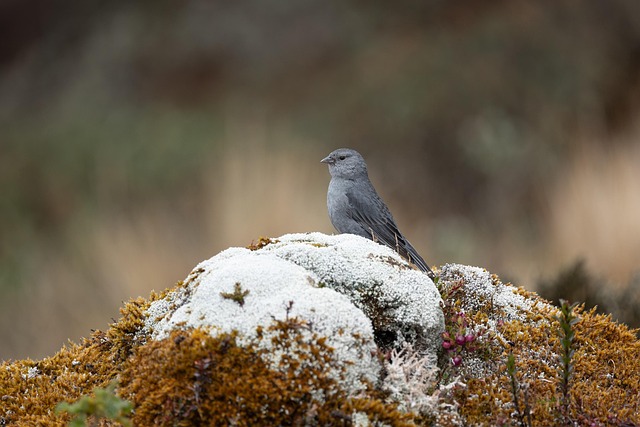 Plumbeous Sierra Finch Bird Animal - Free photo on Pixabay