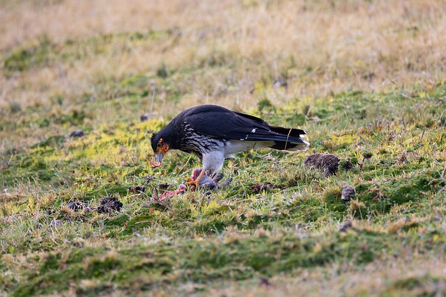 Wattled Caracara Bird - Free photo on Pixabay