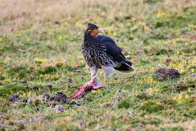 Wattled Caracara Bird - Free photo on Pixabay