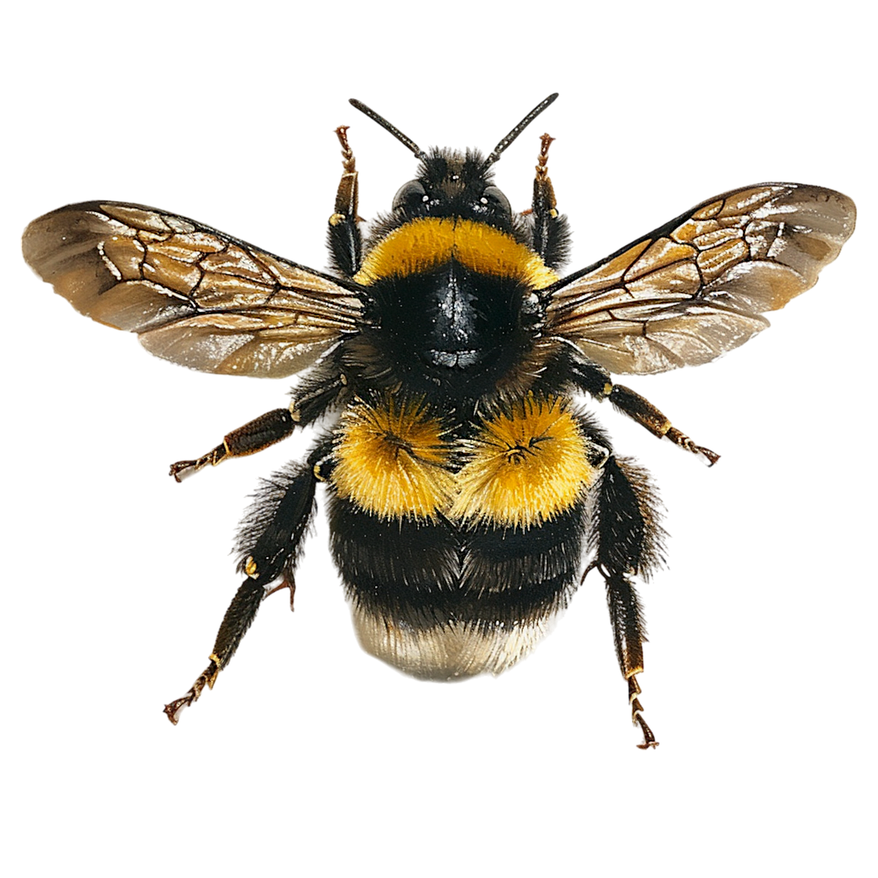 Viac ako 100 bezplatných ilustrácií na témy Bumblebee a Čmeliak - Pixabay