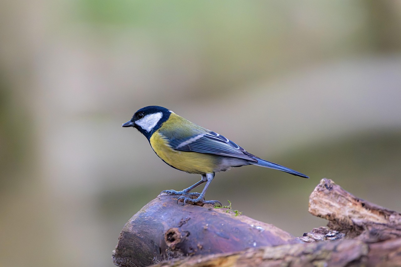 Great Tit Bird Animal - Free photo on Pixabay