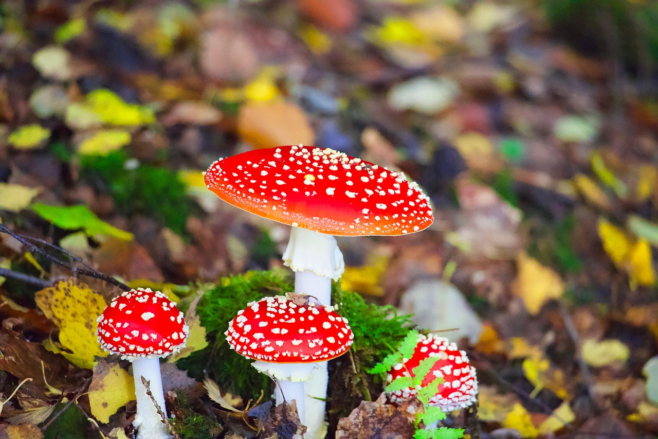 Mushrooms Nature Forest - Free photo on Pixabay