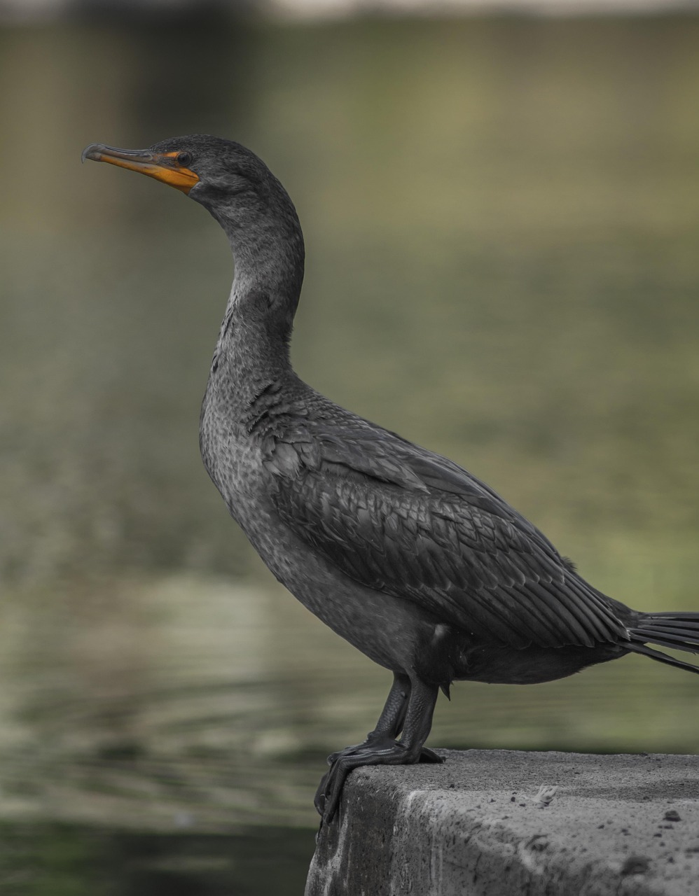 Cormorant Animal Nature - Free photo on Pixabay