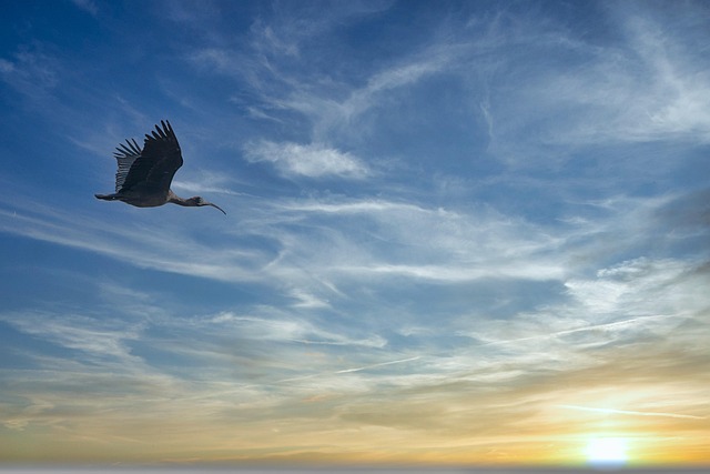 Oiseau Nature Paysage Le Coucher - Photo gratuite sur Pixabay
