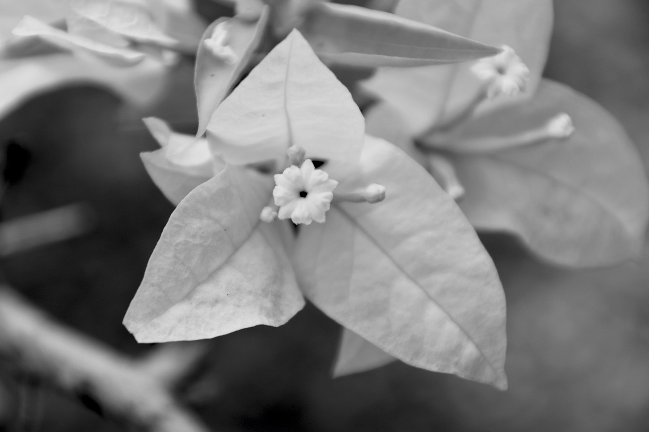Bugenvil Mekar Bunga - Foto gratis di Pixabay