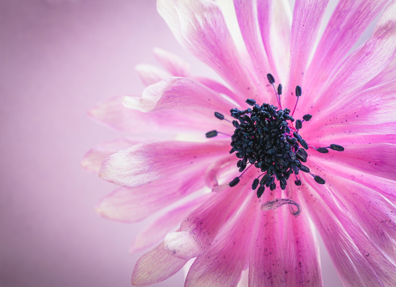Pink Flower Nature - Free photo on Pixabay