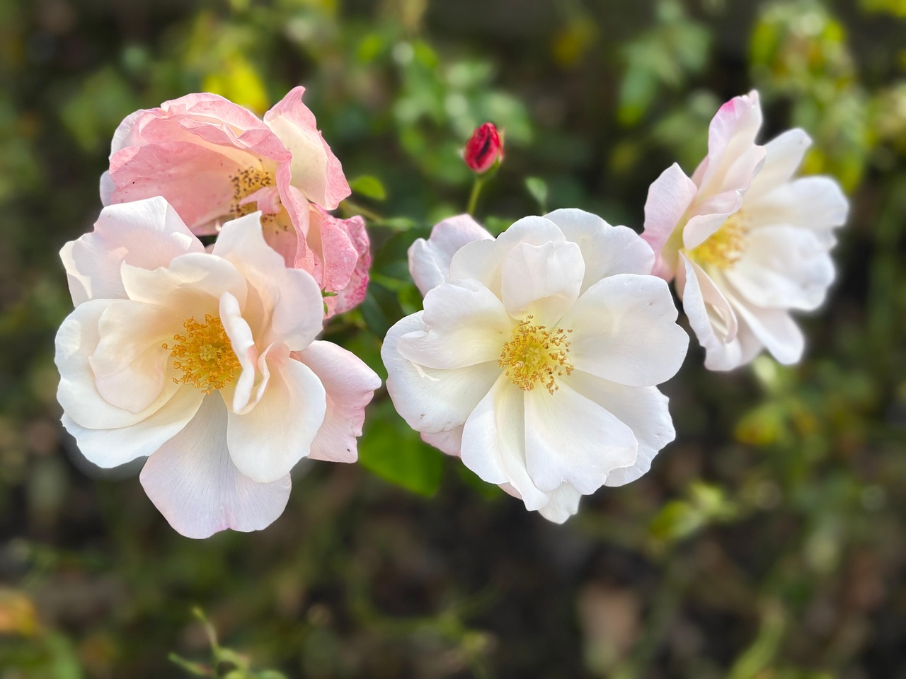 Pink Roses - Free photo on Pixabay