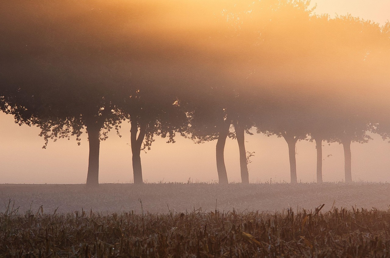 Landschaft Sonnenaufgang Nebel - Kostenloses Foto auf Pixabay