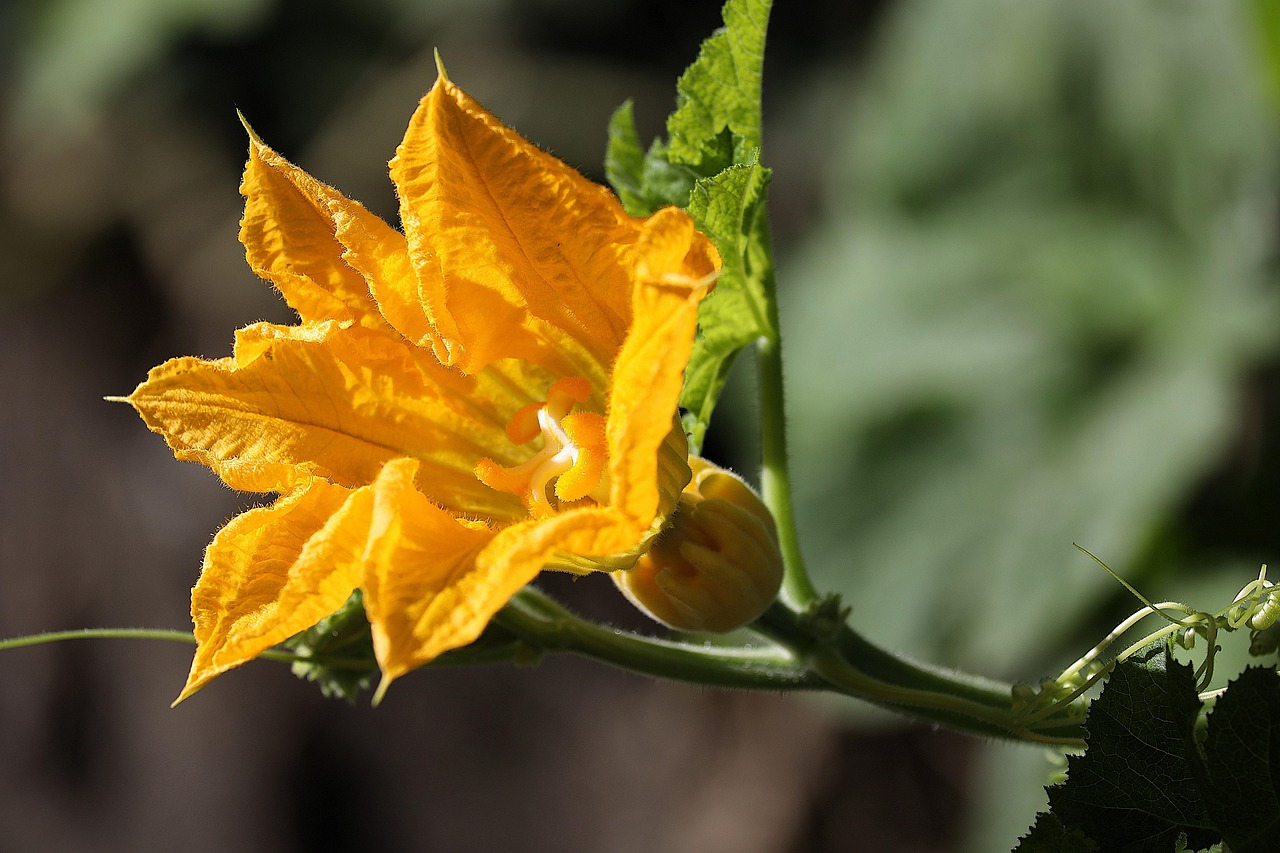 Flor De Calabaza Floreciente - Foto gratis en Pixabay