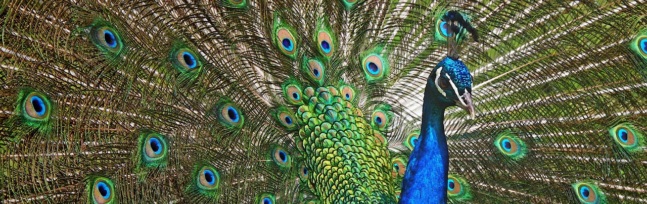 Peacock Peahen Bird - Free photo on Pixabay
