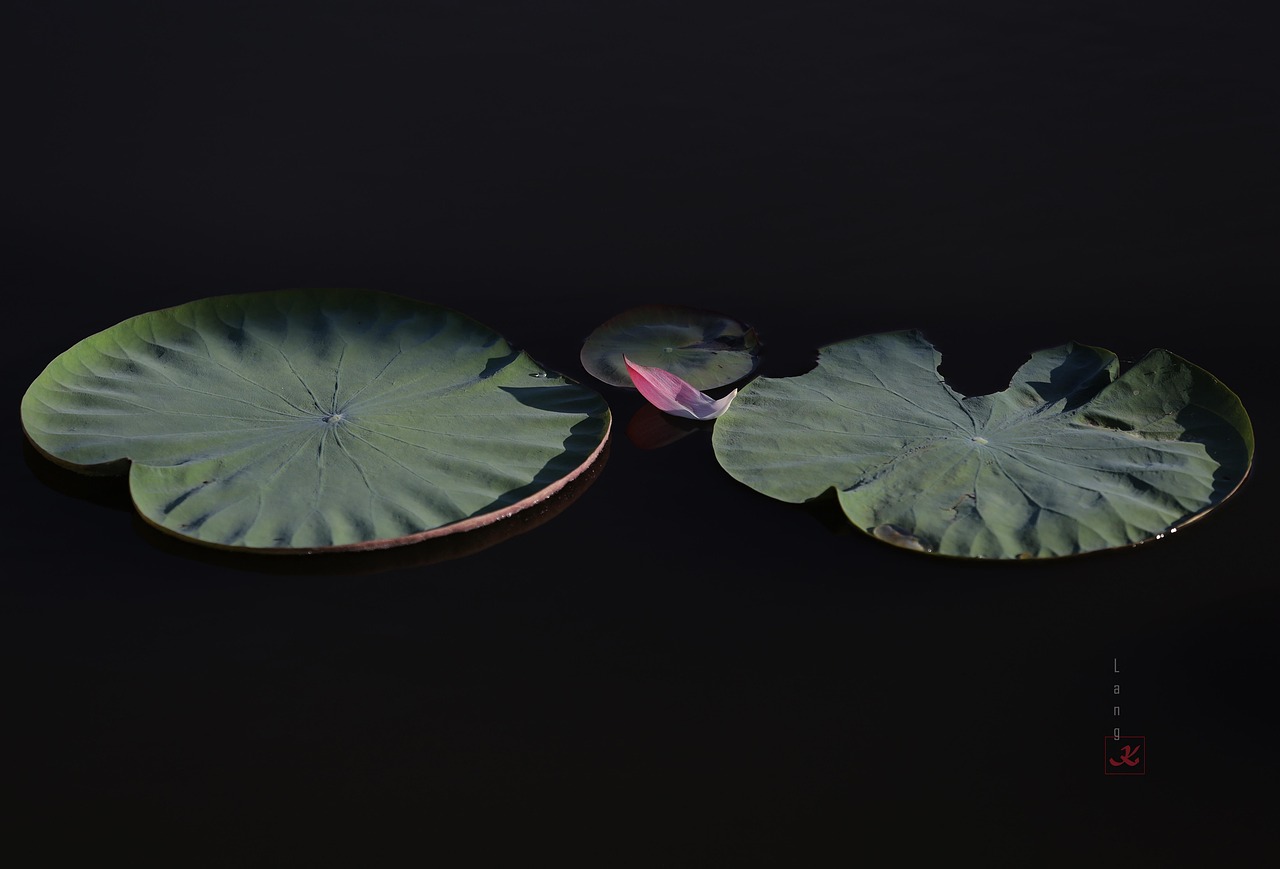 Lotus Feuille De Rose - Photo gratuite sur Pixabay