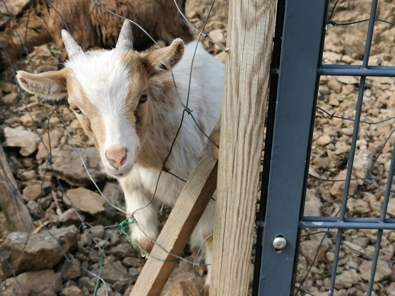 Goat Kid Cub Wire - Free photo on Pixabay