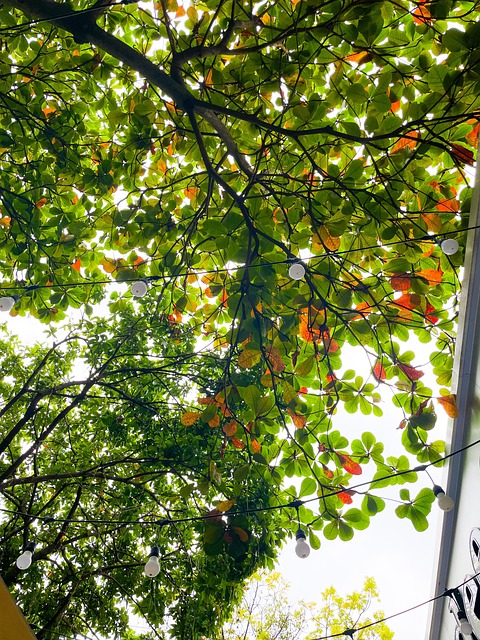 Personal Perspective Tree - Free photo on Pixabay