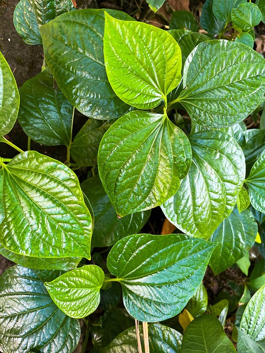 Leaves Betel Leaf Tree - Free photo on Pixabay