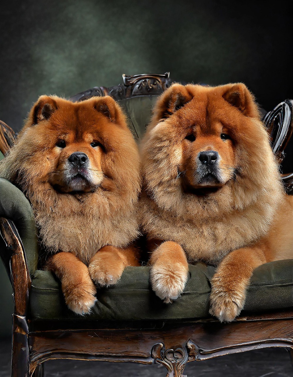 Chow Canino Animal - Imagens grátis no Pixabay