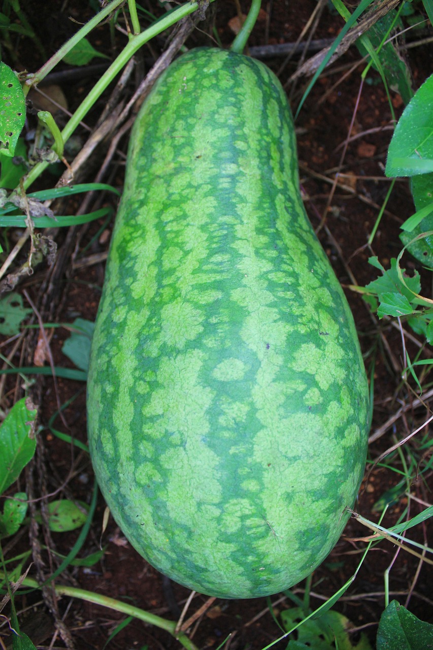 Cantaloup Melon Fruit Gros - Photo gratuite sur Pixabay