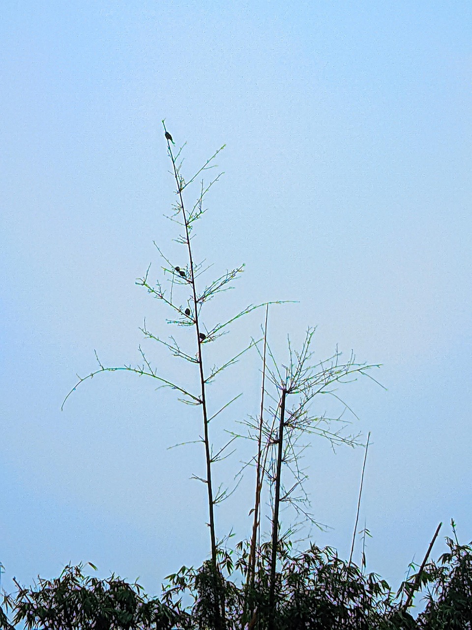 Bamboo Nature Jungle - Free photo on Pixabay