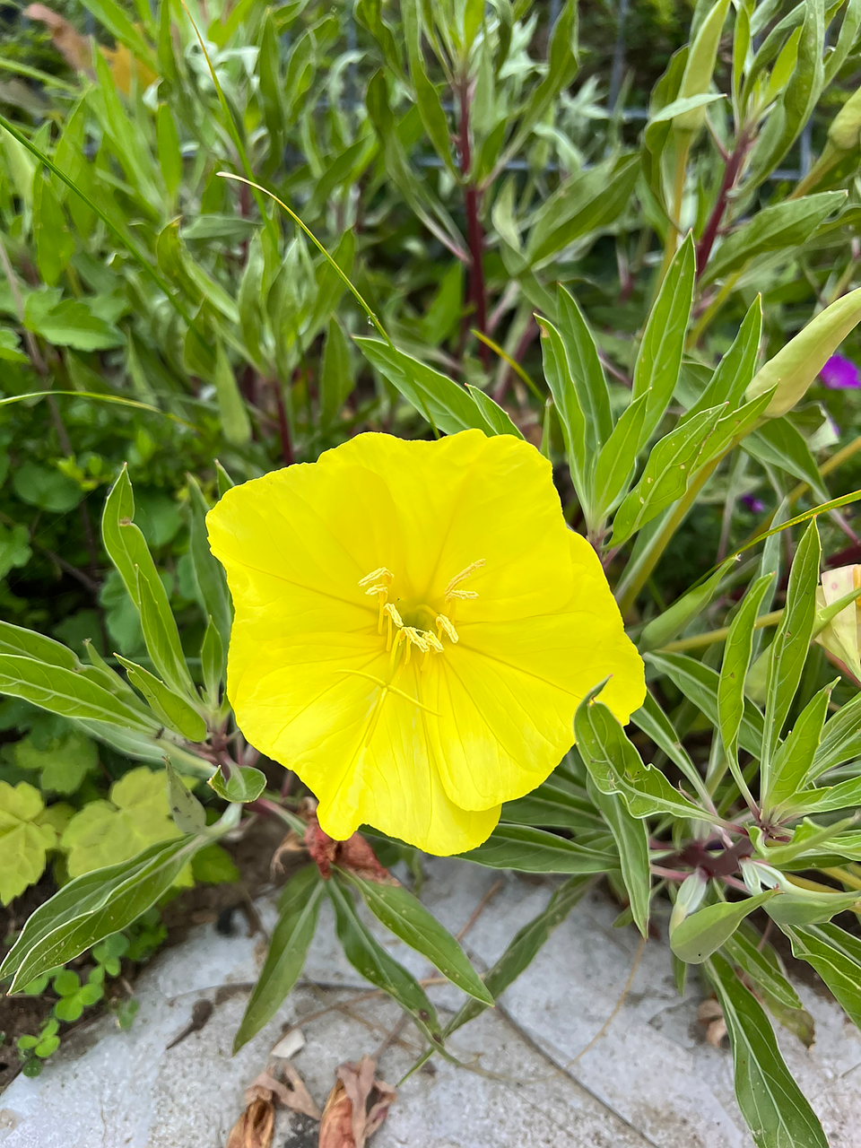 Onagre Oenothera Biennis Jaune - Image gratuite sur Pixabay