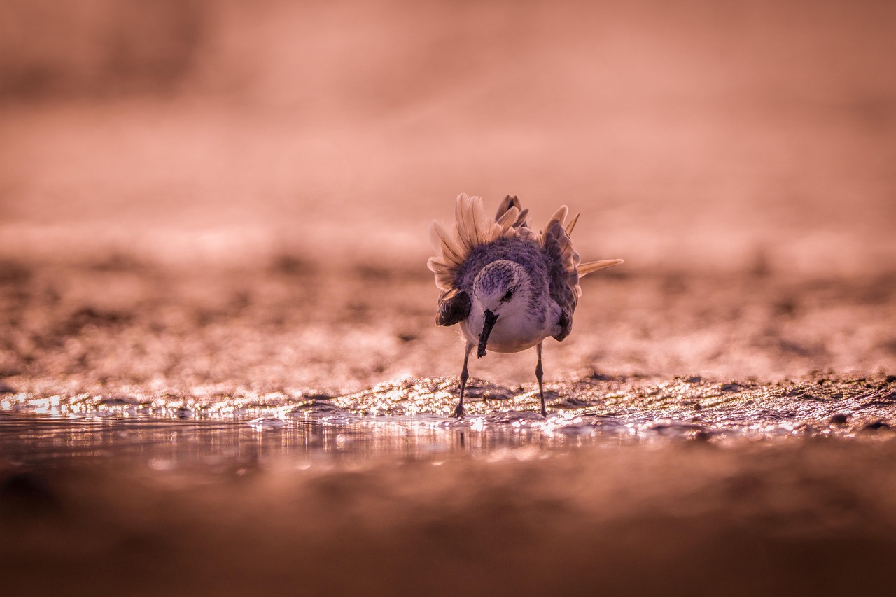 Bird Nature Animal - Free photo on Pixabay