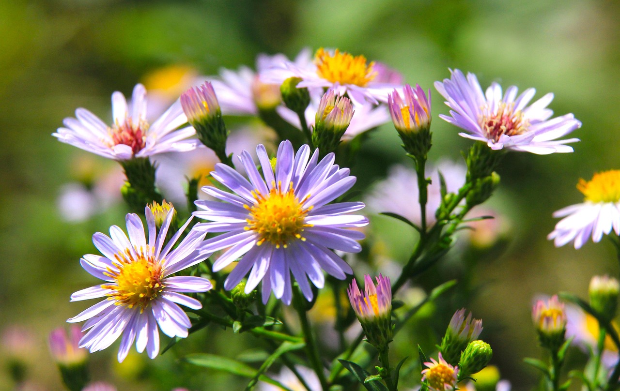 Flowers Marcinki - Free photo on Pixabay