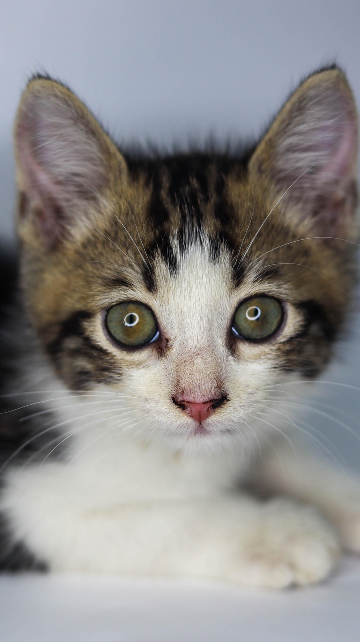 Cat Kitten Pet - Free photo on Pixabay