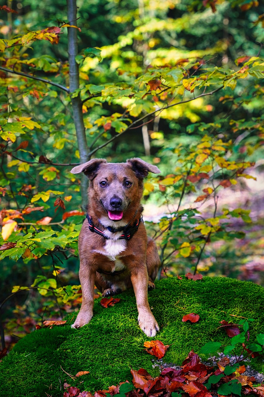 Dog Domestic Animal Nature - Free photo on Pixabay