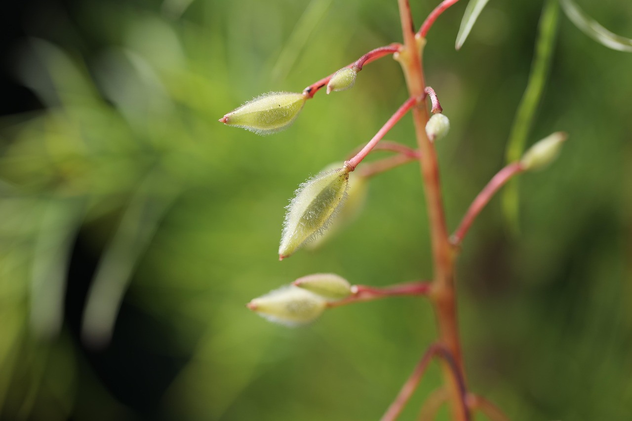 Himalayan Balsam Bud Balsamine - Free photo on Pixabay