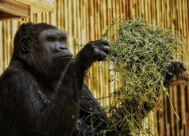 Gorilla Ape Nature - Free photo on Pixabay