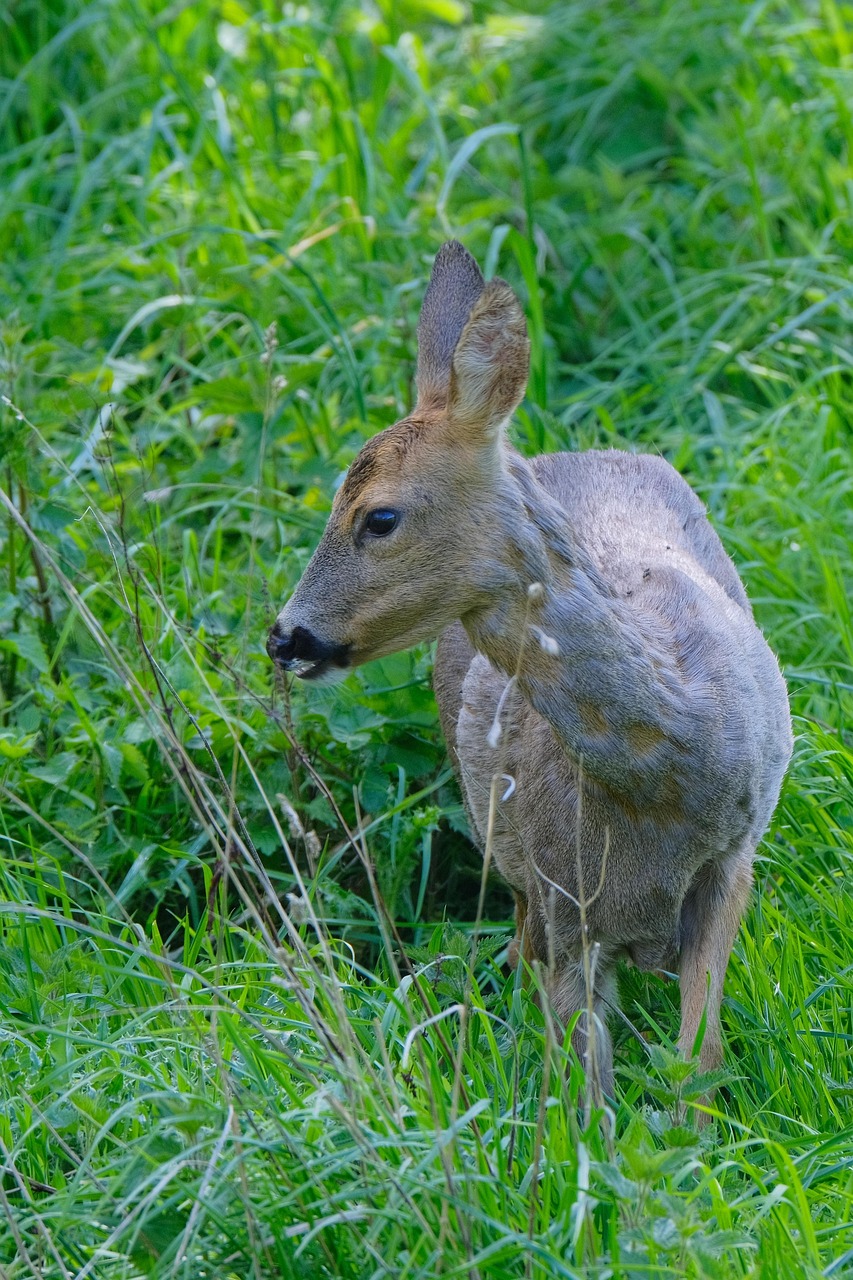 Muntjac Deer Animal Wildlife Brown - Free photo on Pixabay