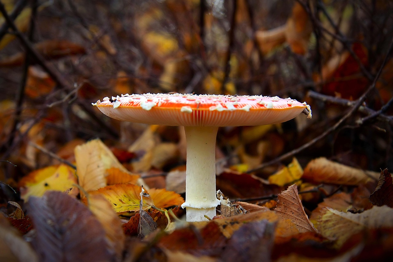 Herfst Paddenstoel - Gratis foto op Pixabay