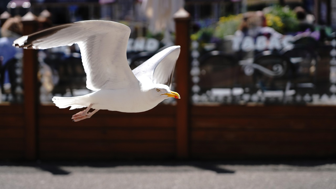 Seagull Bird Animal - Free photo on Pixabay